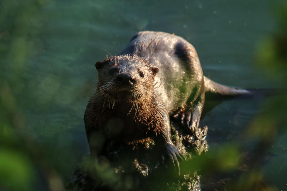 Otter at dawn | Shutterbug